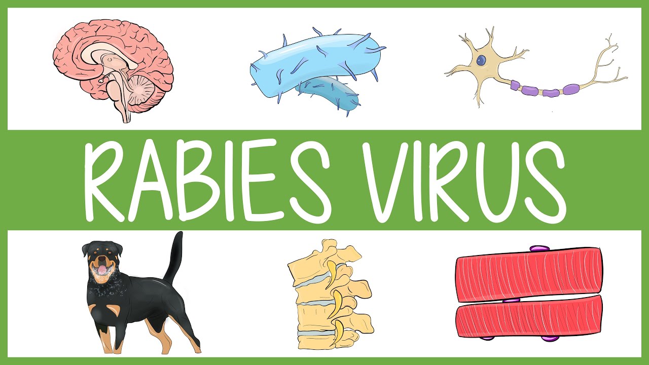 Rabies Visually Explained - YouTube