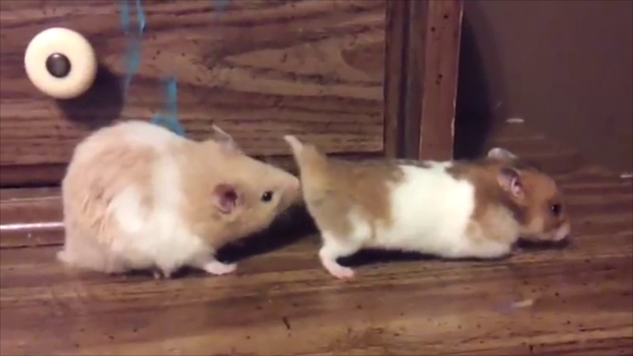 I put spongebob music over hamsters mating - YouTube