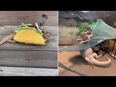 Bearded Dragon Side of TikTok