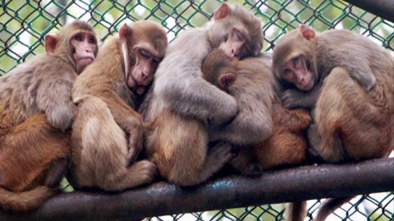animals of Bangladesh. - YouTube