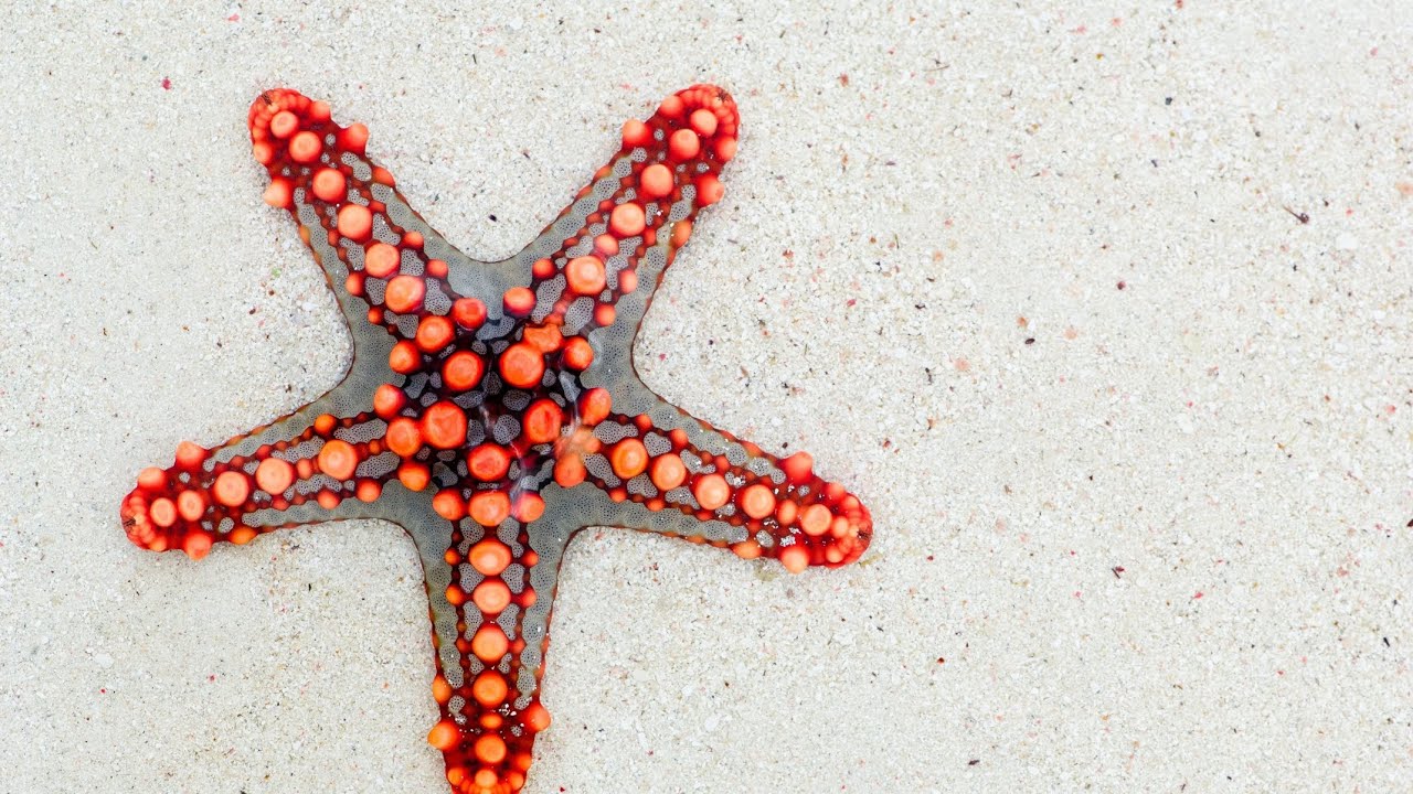 Starfish: The Ocean’s Ultimate Survivor! Mind-Blowing Facts & Abilities ...