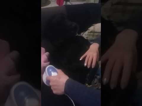 labrador masaj seviyor