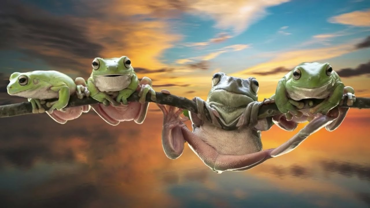 Frog Meme Animation - The Laughing Frog Meme - Funny Animation Memes ...