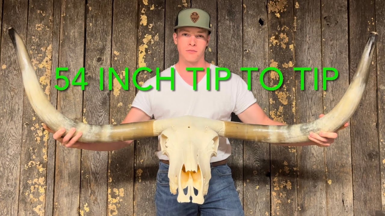 HOW TO European mount a LONGHORN SKULL - YouTube