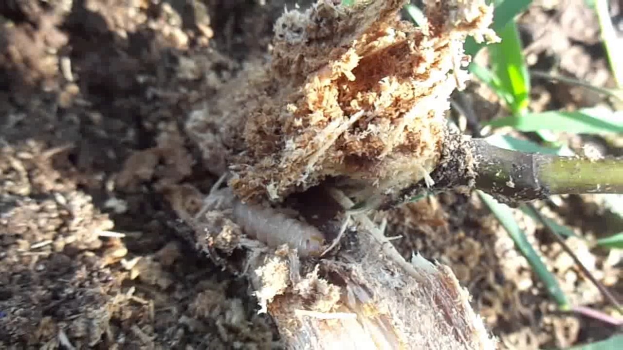 Phryneta spinator - Fig tree borer - YouTube