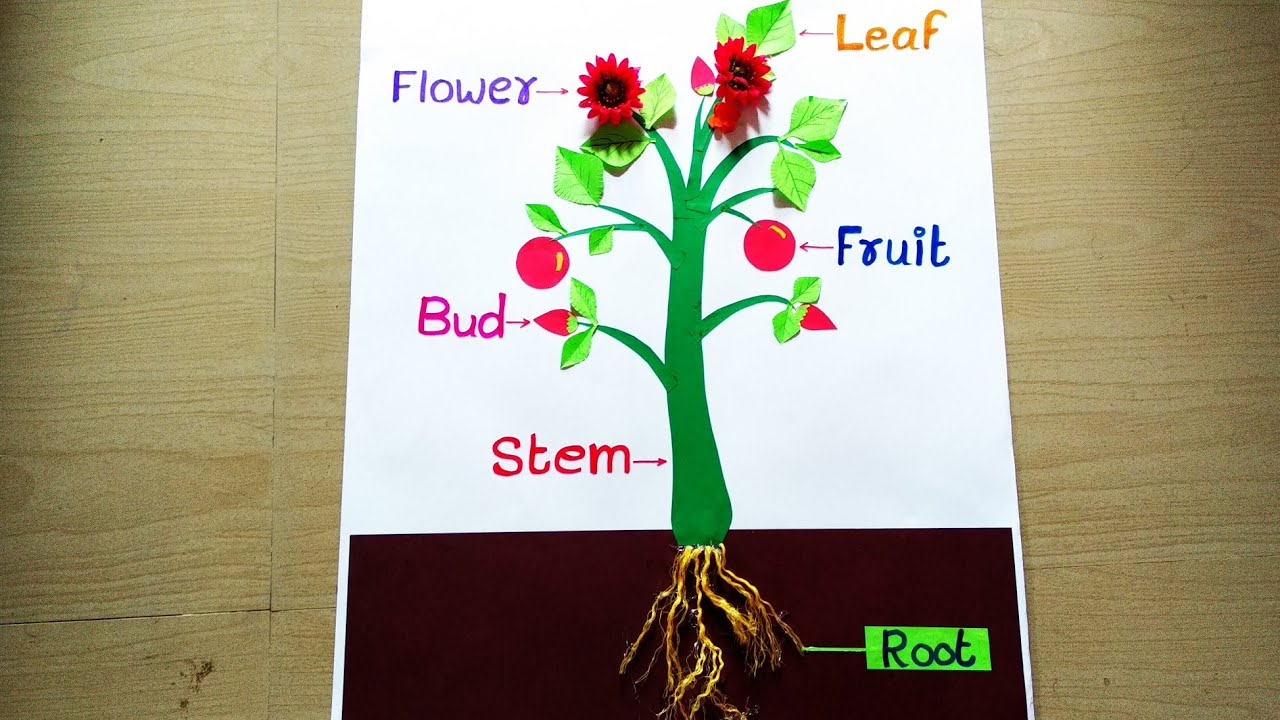 Parts of plant easy TLM,evs tlm,science tlm,plant tlm,easy evs tlm,tlm ...