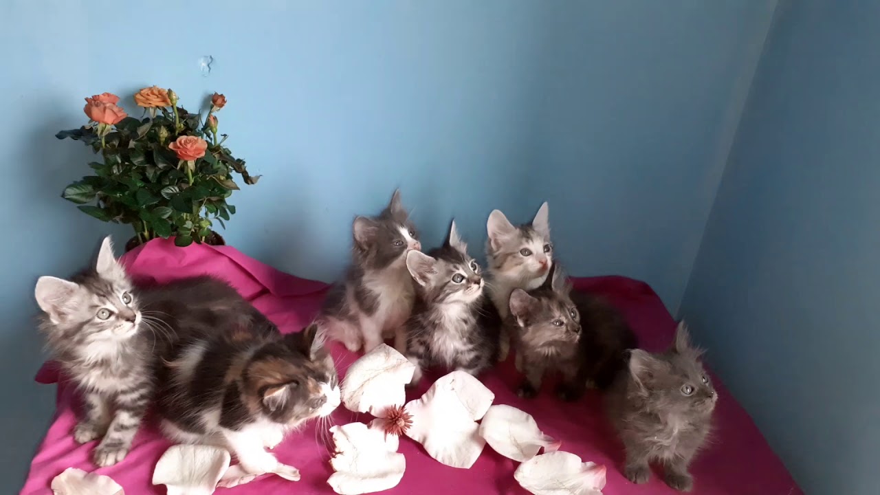 Chatons angora turc 6 semaines - YouTube