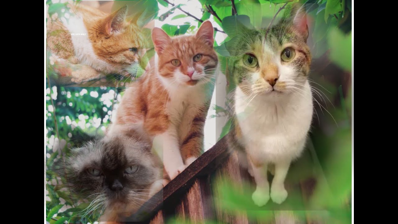 Cute cats doing funny things||Must Watch Cat Videos! Cute and Funny ...