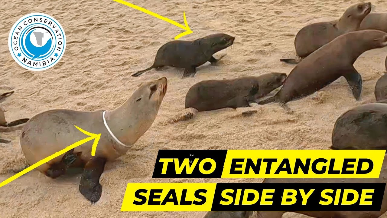 Two Entangled Seals Side By Side - YouTube