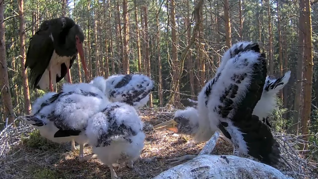 Must-toonekurg:: Kaia meets the adopted Bonus for the first time, and ...