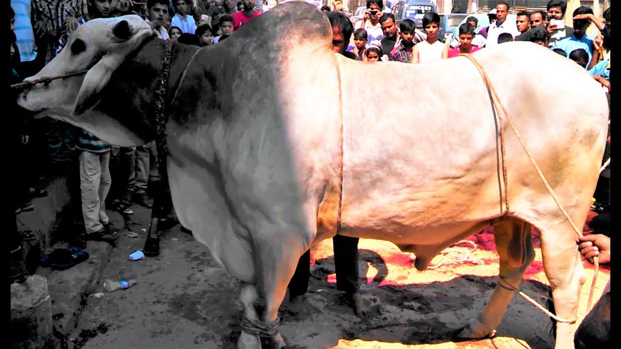 BIG SIBI BULL QURBANI - YouTube