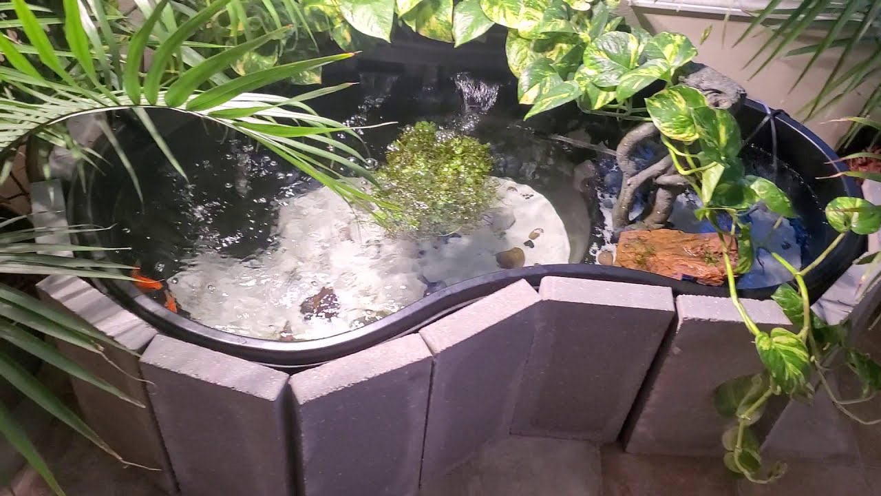 Dregous's indoor goldfish pond - YouTube