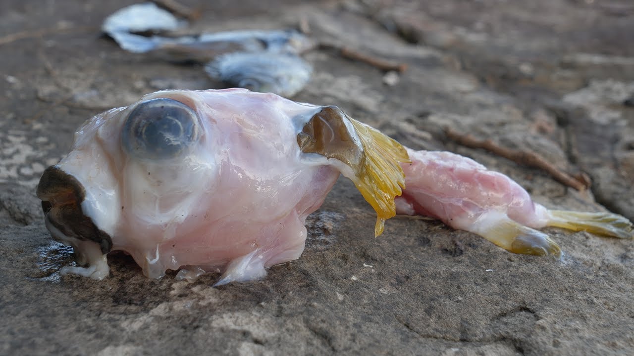 Poisonous Puffer Fish - LIVE FUGU PUFFERFISH COOKING SKILL - YouTube