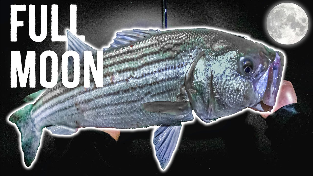FULL Moon Sand Bar ALL NIGHTER Striped Bass on Light Tackle - Surf ...