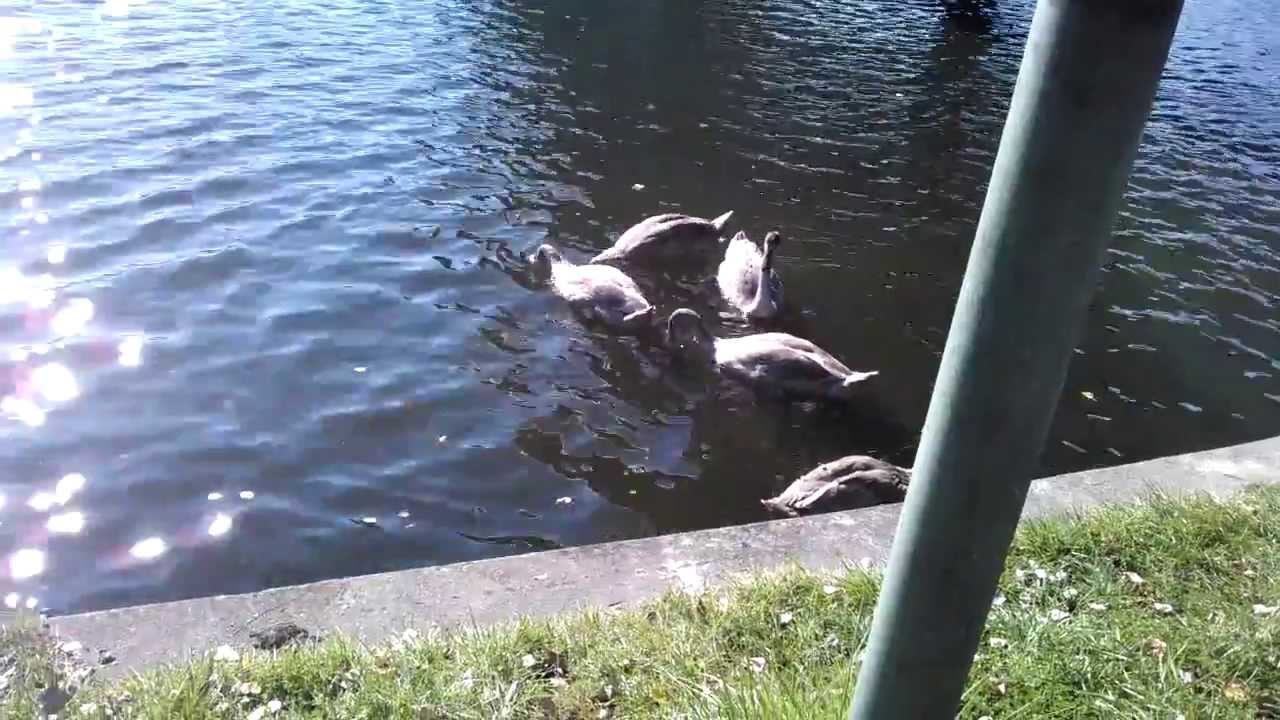 Super Sexy Synchronized Swimming Swans - YouTube
