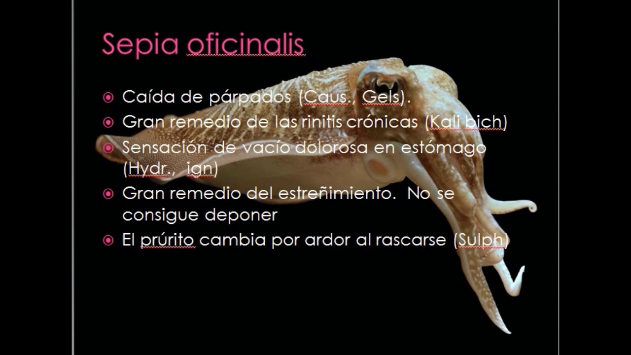 Tema 8 19 Sepia officinalis - YouTube