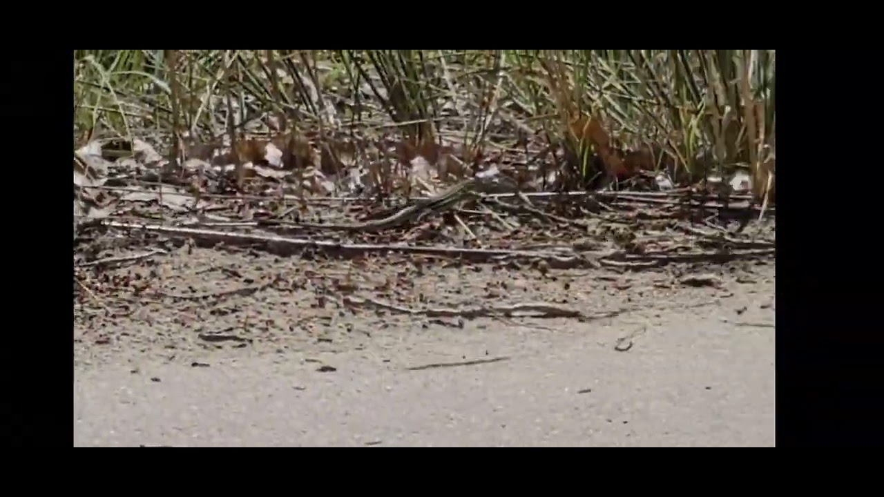 Finding A Rattlesnake - YouTube