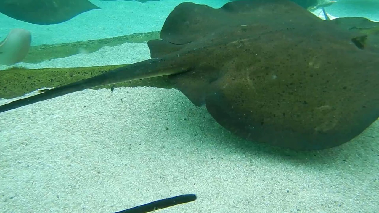 QLD 2016 - Stingrays @ Sea World Gold Coast - Under Water #6 - YouTube