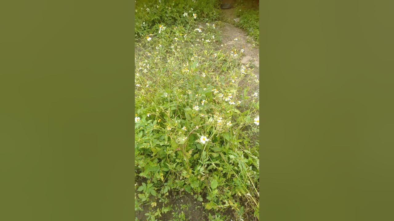 31 Juli 2024 - YouTube