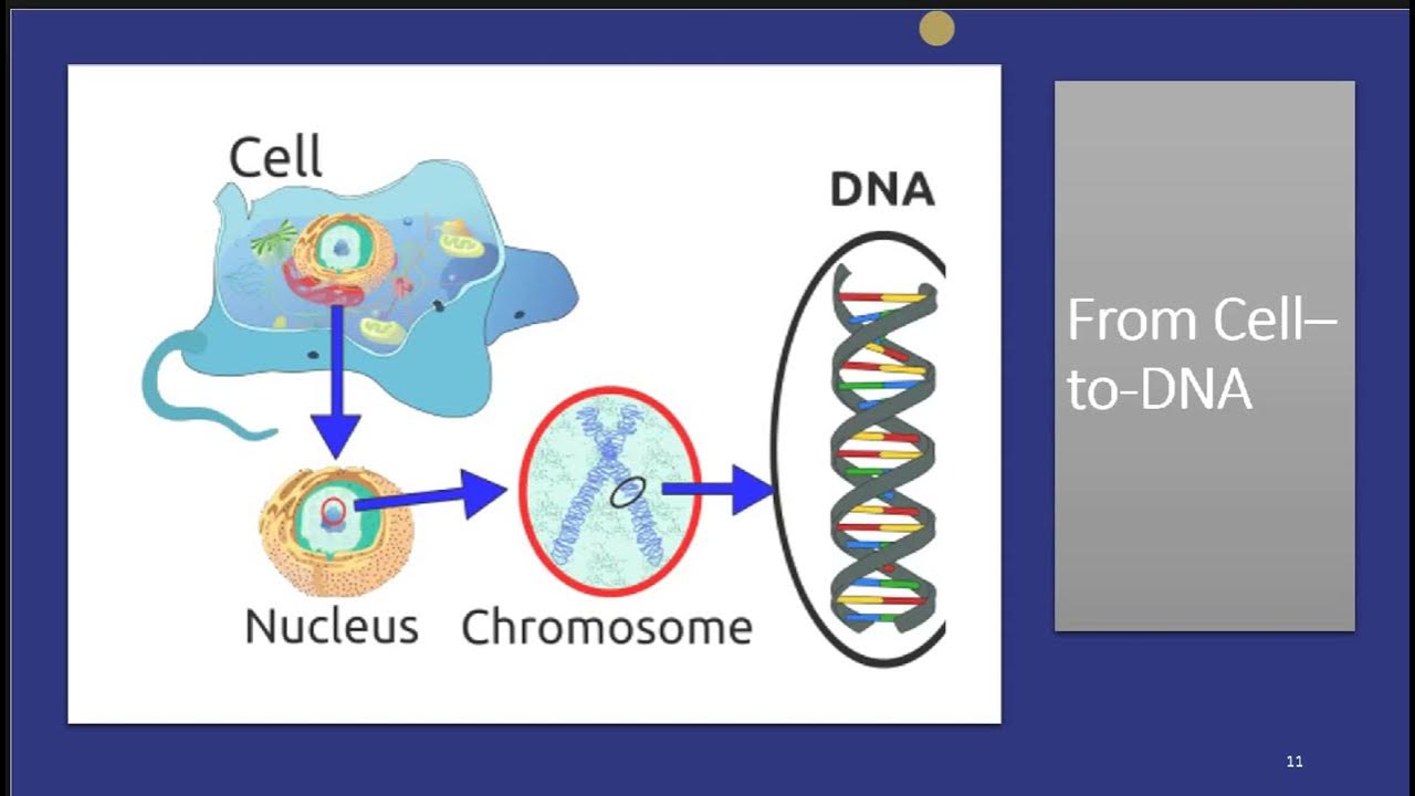 Lec 2-Accelerating DNA/RNA Sequence Alignment Algorithms using FPGA ,CNN, and ML - YouTube