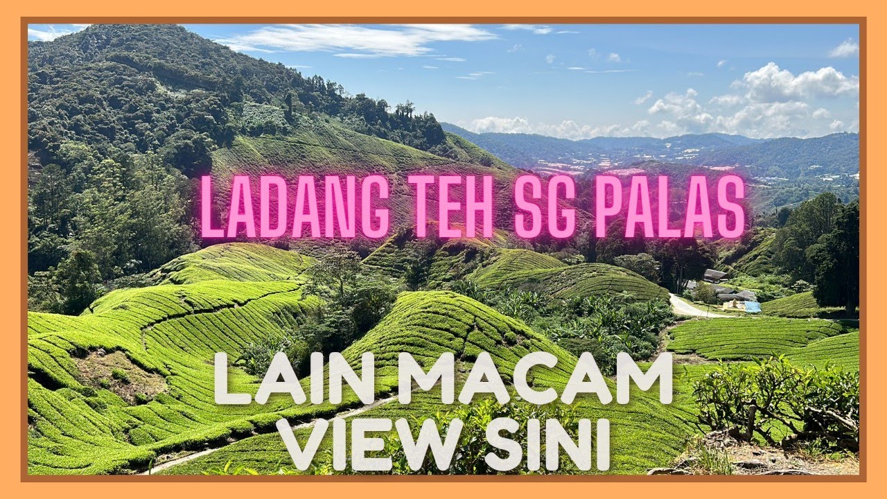 Ladang Teh Sg Palas | BOH Tea - YouTube