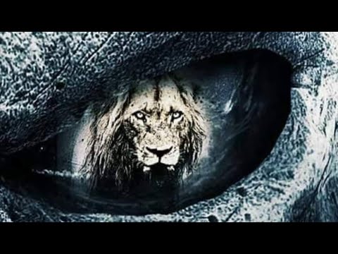 Kinky Tail 'The Famous Shaka Stare' Mapogo Lion - YouTube