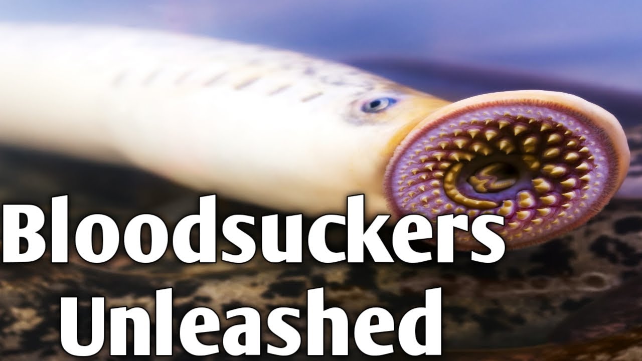 "Nature's Vampires: Top 10 Blood-Sucking Animals Worldwide" - YouTube