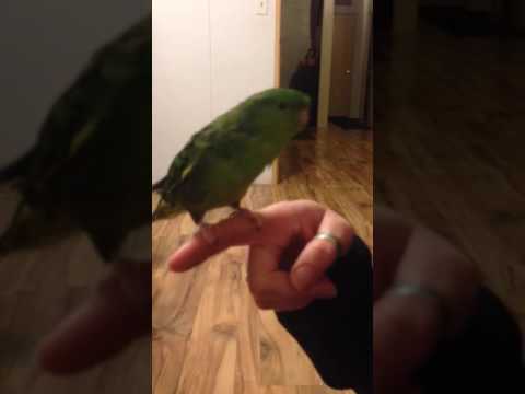 Talking Linnie parrot Patrick - YouTube