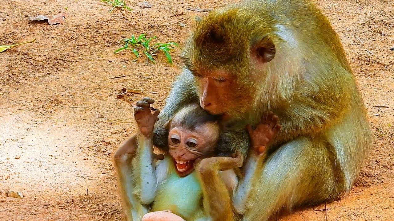 Ellen, a small and unfortunate monkey, experiences the wrath of her ...