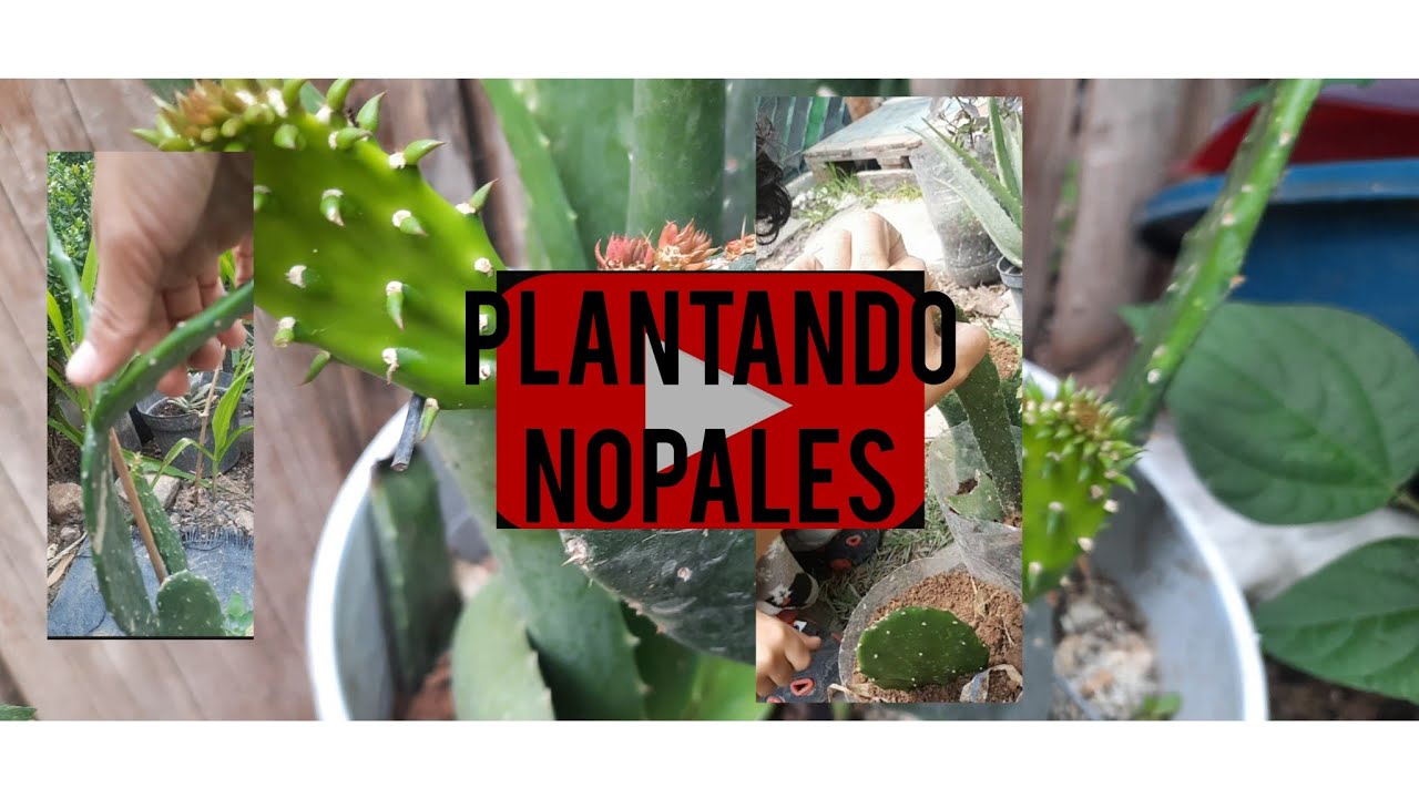 reproducción de nopal en casa👩🏻‍🌾🌎 - YouTube