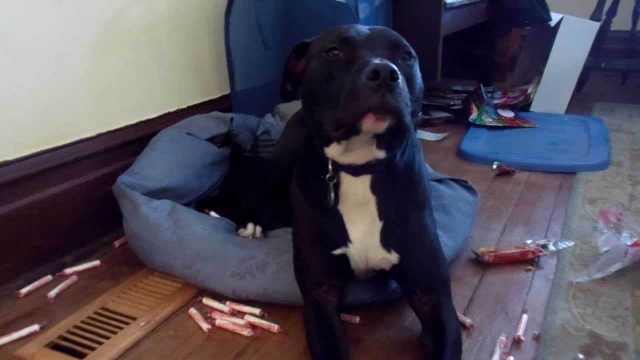 Dog destruction - YouTube
