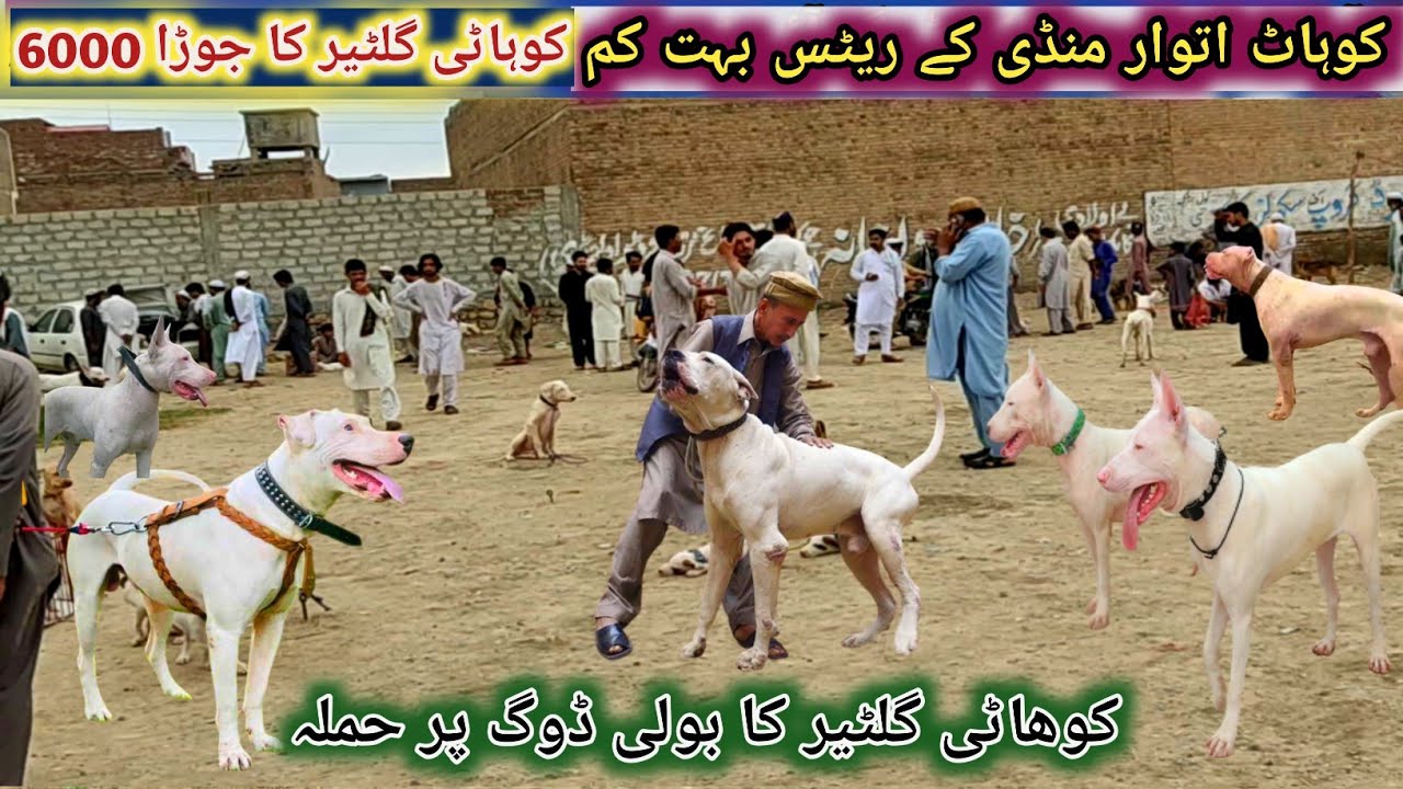 Pakistan Famous Dogs Market 👌 Kohati gultair Attack on bully Kutta ...