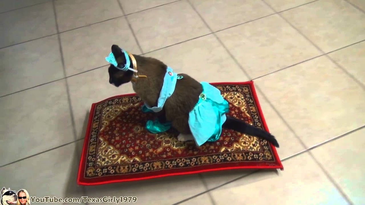 Cat Riding Magic Flying Carpet #HappyHalloween I TexasGirly1979 1080p ...