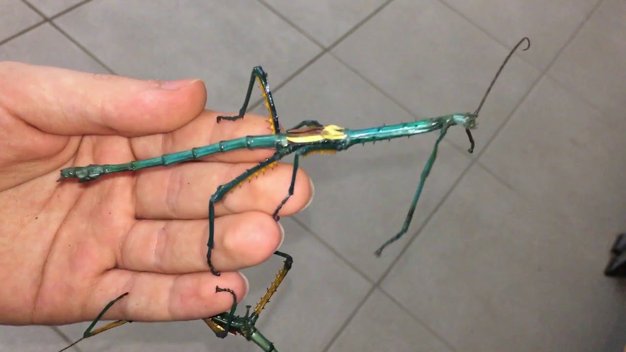 Metallic blue stick insects 😱! - YouTube