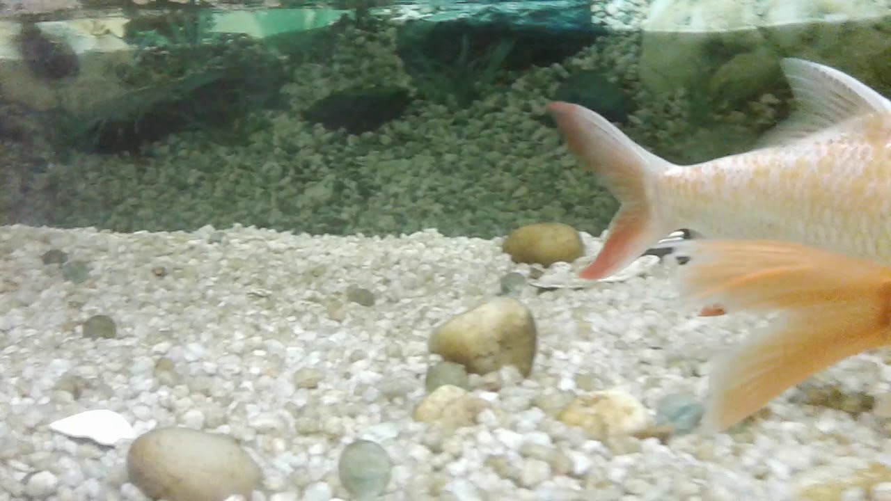 6ft fish tank under my staircase - YouTube