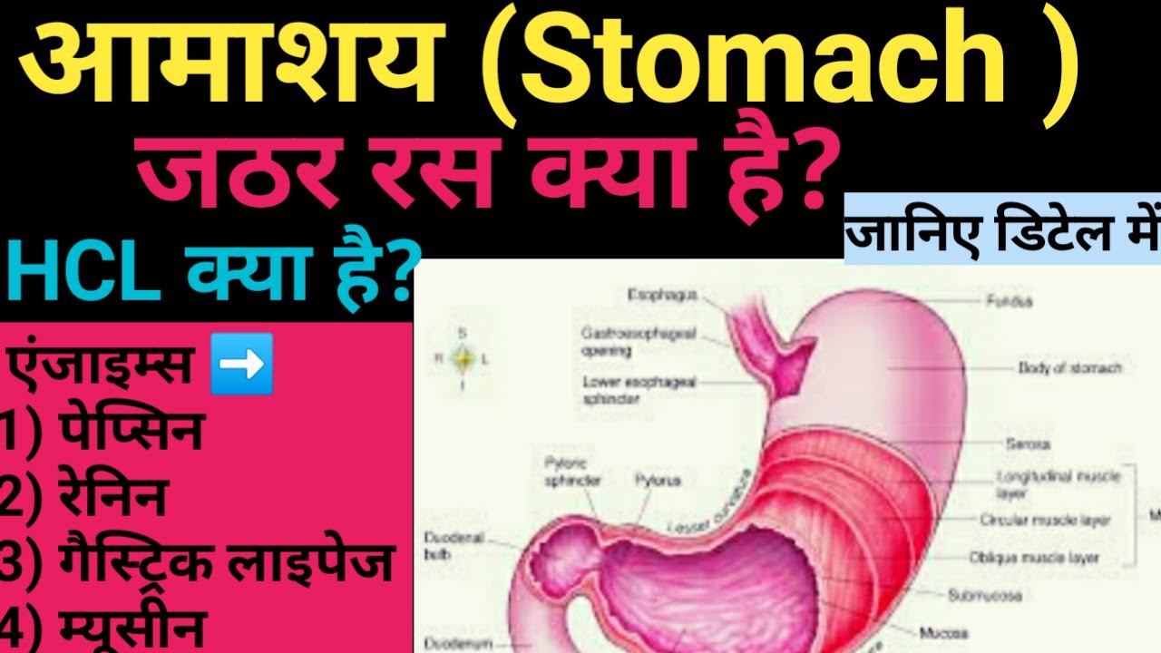 अमाशय कैसे काम करता है/how does stomach work/human stomach structure ...