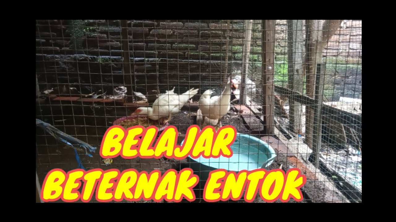 BELAJAR BETERNAK ENTOK - YouTube