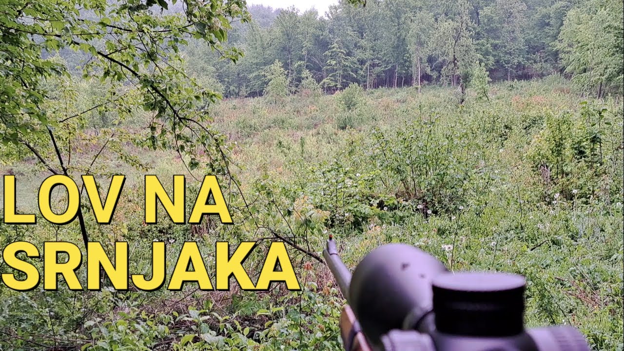 Lov na srnjaka. Lov piršom na srnjaka. Roe deer hunting. Hunting roe ...