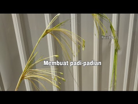 Membuat padi padian - YouTube