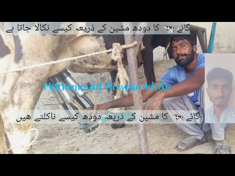 What is MACHINE Extraction of Cow's Milk? Muhammad Rizwan # ...