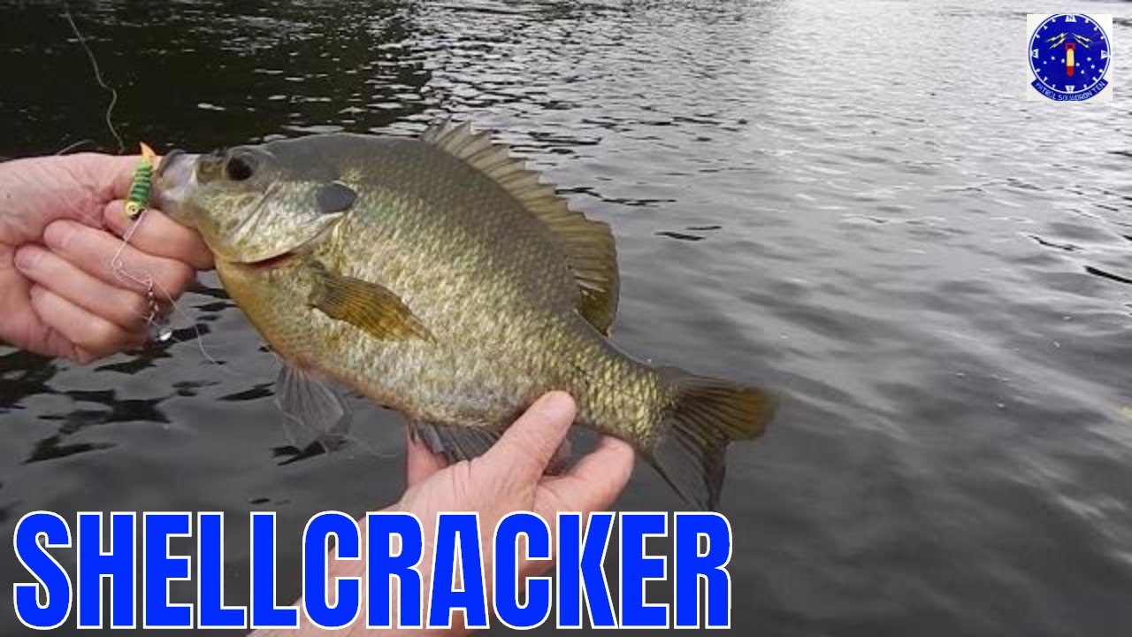 HUGE SHELLCRACKERS ON THE ROANOKE RIVER GASTON TO WELDON BOAT RAMP ...
