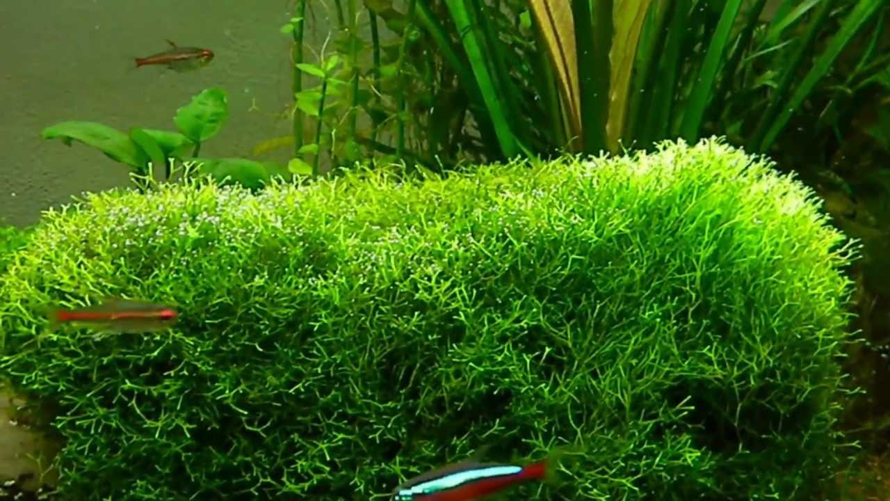 Acvariu plantat 2 - YouTube