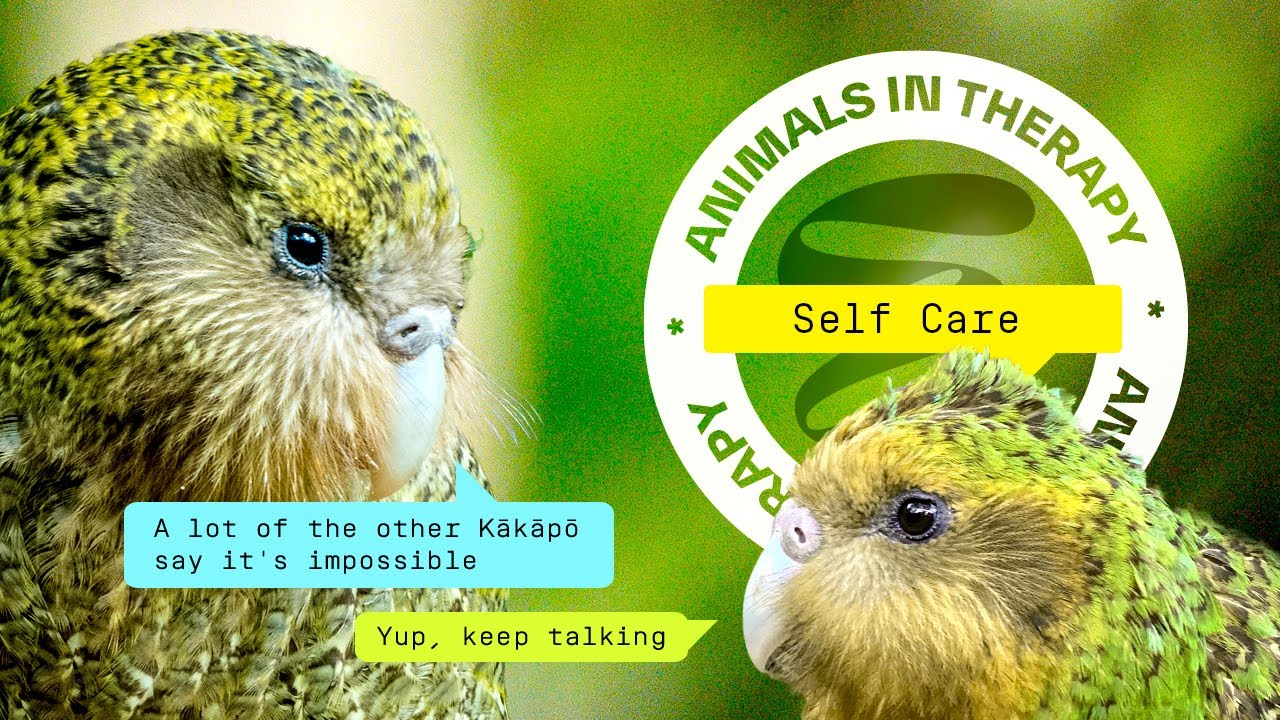 Self-care ft. Kakapo | Animals in Therapy | Studio BlueGreen - YouTube