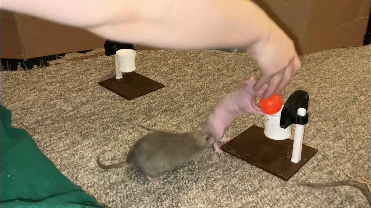 My pet rats Tofu (hairless) and Popcorn (siamese) playing vs ratsketball for the 1st time! - YouTube