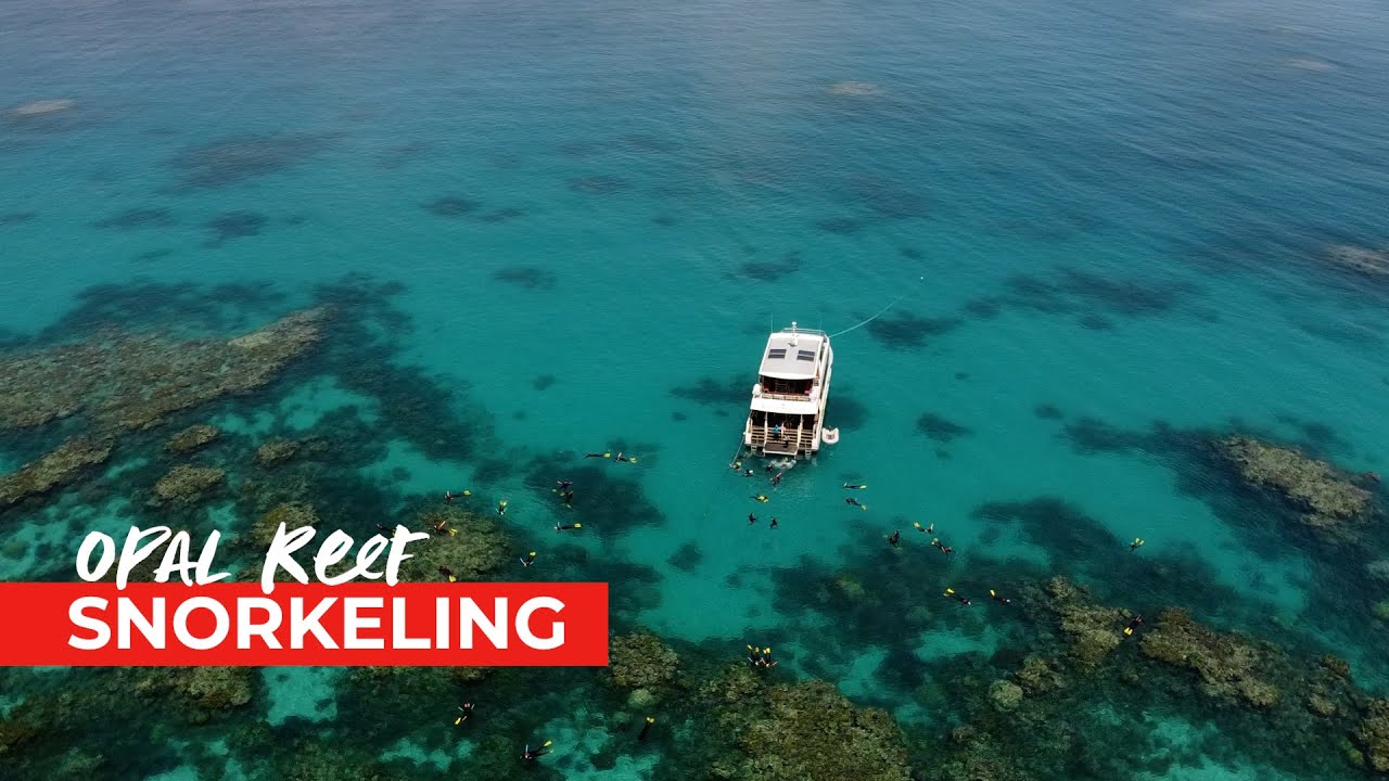 Opal Reef - Port Douglas Snorkeling - YouTube