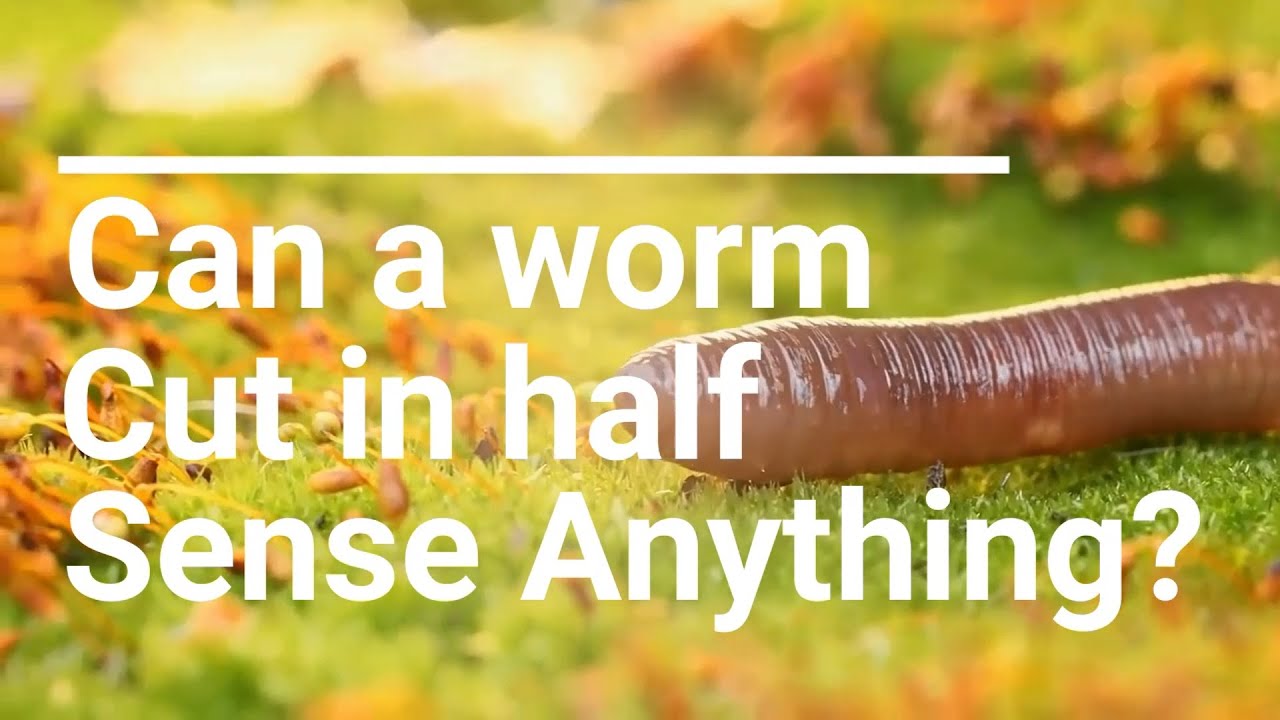 Can a worm cut in half sense Anything ? - YouTube