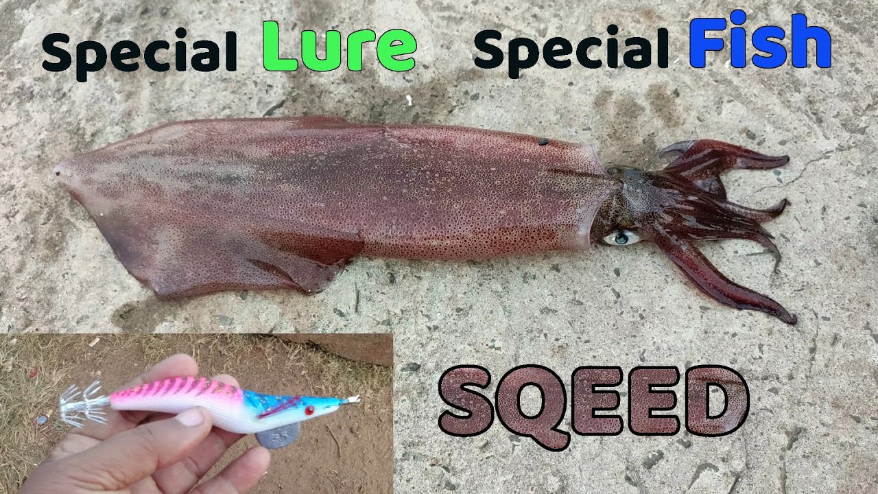 Special Lure Special Fish - YouTube