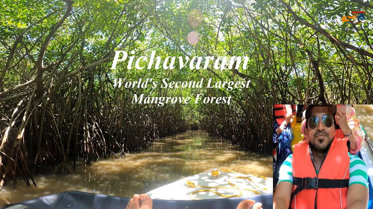 Mangrove Forests In Pondicherry
