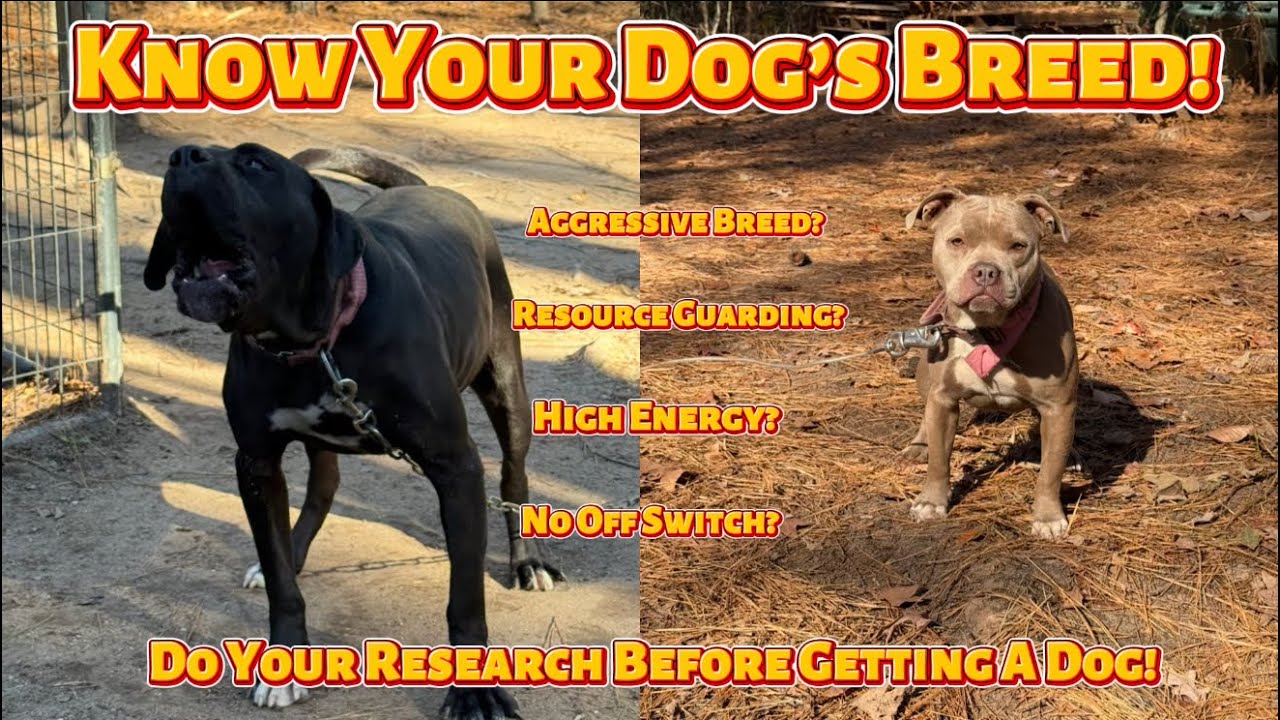 Vlog #171 Know Your Dog’s Breed | Do Your Research When Getting An ...
