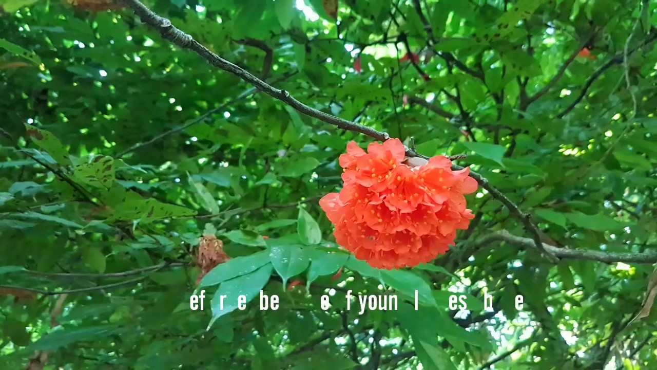 Brownea capitella Jacq. Lantern Flower - YouTube